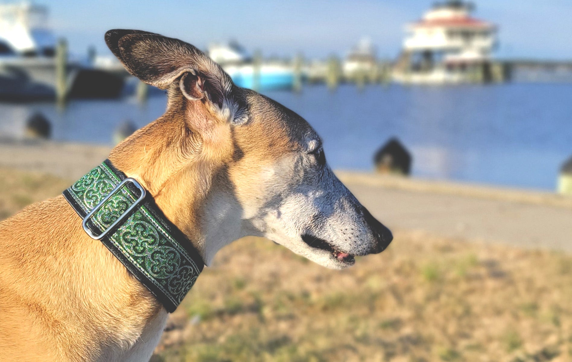 The Hound Haberdashery | Martingales, Buckle Dog Collars, & Leashes